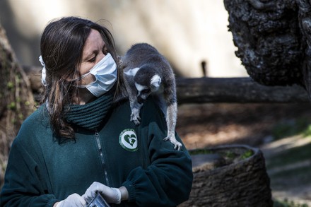 Zoo Keeper Wearing Face Mask Protective Editorial Stock Photo - Stock ...