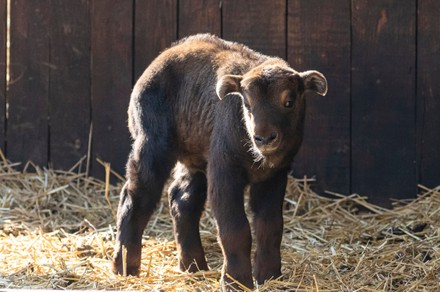 Oneweekold Takin Calf Enclosure Nyiregyhaza Animal Editorial Stock ...