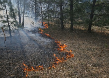 __COUNT__ Forest fire at exclusion zone around Chernobyl nuclear power ...