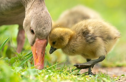 500 Gosling bird Stock Pictures, Editorial Images and Stock Photos ...