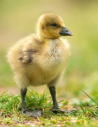 500 Gosling bird Stock Pictures, Editorial Images and Stock Photos ...