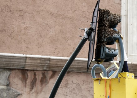 Firefighter On Crane Removes Cluster Bee Editorial Stock Photo - Stock ...