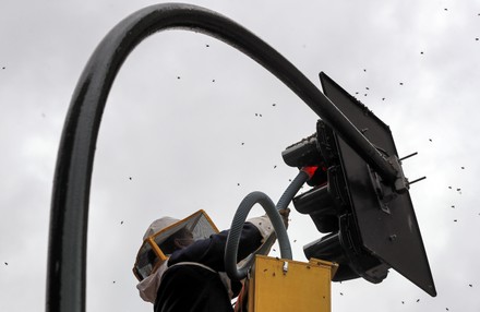 Firefighter Action On Crane During Bee Editorial Stock Photo - Stock ...