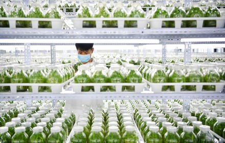 Member Staff Works Breeding Lab Dendrobium Editorial Stock Photo ...