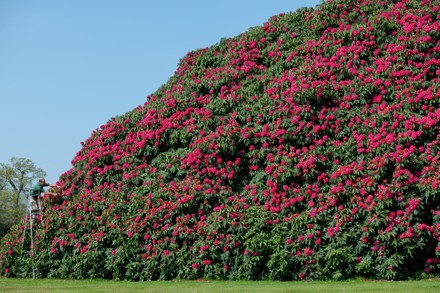 largest rhododendron bush uk Stock Photos (Exclusive) | Shutterstock
