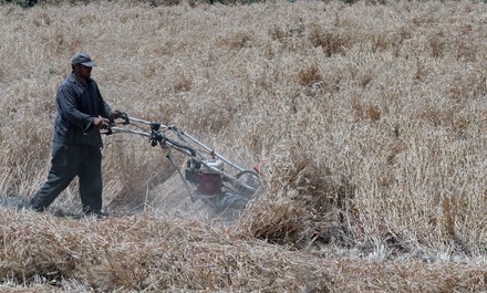 Harvest in Egypt, Qaha - 23 Apr 2020 Stock Pictures, Editorial Images ...