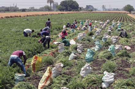 Harvest in Egypt, Qaha - 23 Apr 2020 Stock Pictures, Editorial Images ...