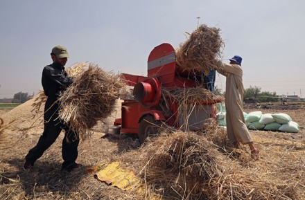 Harvest in Egypt, Qaha - 23 Apr 2020 Stock Pictures, Editorial Images ...