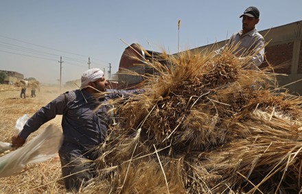 __COUNT__ Harvest in Egypt, Qaha - 22 Apr 2020 Stock Pictures ...