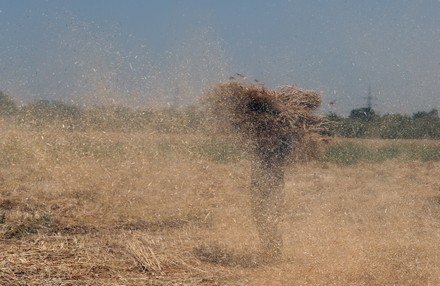 __COUNT__ Harvest in Egypt, Qaha - 22 Apr 2020 Stock Pictures ...