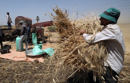 __COUNT__ Harvest in Egypt, Qaha - 22 Apr 2020 Stock Pictures ...