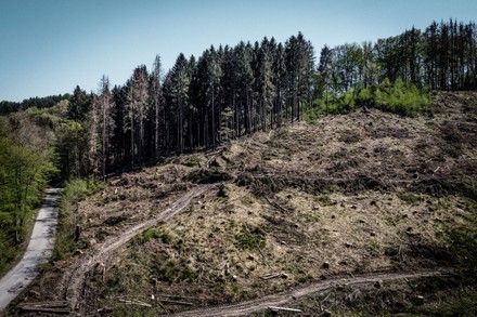__COUNT__ Early summer temperatures increase risk of forest fires ...