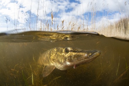 500 Pike fish Stock Pictures, Editorial Images and Stock Photos ...