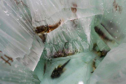 2949 Harpagifer Antarcticus Fish Specimens Lay Editorial Stock Photo ...