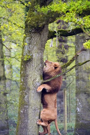 Harry Lion Branching Out Enjoy His Editorial Stock Photo - Stock Image ...