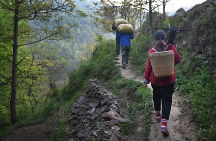 People Carry Fodder Pigs Dongwan Village Editorial Stock Photo - Stock ...