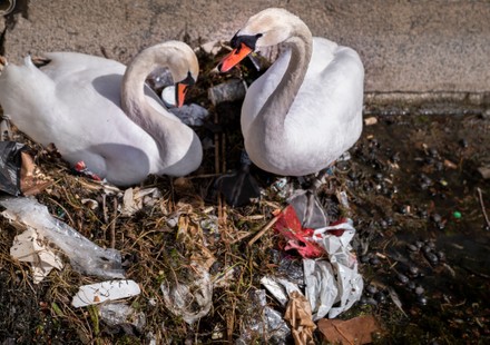 Swan Couple Nests Consists Waste Garbage Editorial Stock Photo - Stock ...
