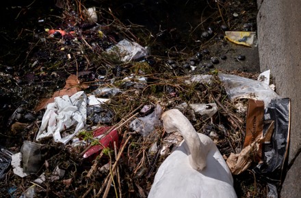 Swan Couple Nests Consists Waste Garbage Editorial Stock Photo - Stock ...