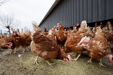 View Chicken Poultry Farm Winkel Netherlands Editorial Stock Photo ...