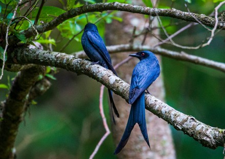 Two Resident Birds Called Acid Drongo Editorial Stock Photo - Stock ...