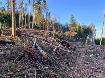 Forest Dieoff Intensive Deforestation Forest Damage Editorial Stock ...