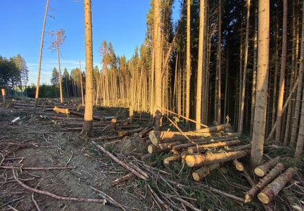 FOREST DIE-OFF INTENSIVE DEFORESTATION DAMAGE DUE Editorial Stock Photo ...