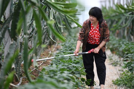 Farmer Works Dragon Fruit Planting Base Editorial Stock Photo - Stock ...