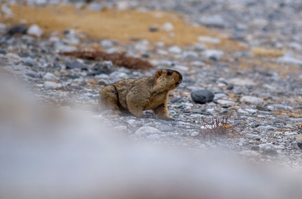 Marmot Seen Mount Qomolangma National Nature Editorial Stock Photo ...