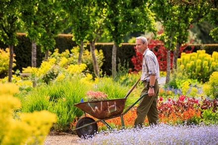 Head Gardener Richard Burnip Pictured Amongst Editorial Stock Photo ...