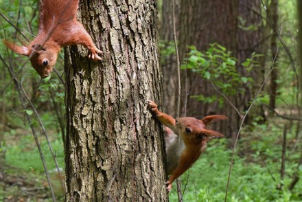 Squirrels in Bilychi forest in Kyiv, Ukraine - 05 May 2020 Stock ...