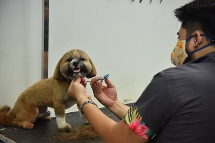 Dog Receives Trim Groomer Whose Wearing Editorial Stock Photo - Stock ...