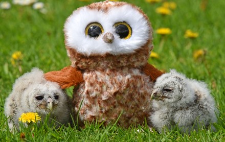 pair owlets find comfort they cuddle toy Stock Photos (Exclusive ...