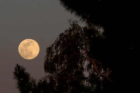 Final Supermoon Year Called Full Flower Editorial Stock Photo - Stock ...