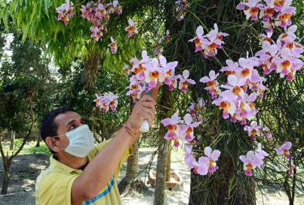 Indian Man Works On One Common Editorial Stock Photo - Stock Image ...