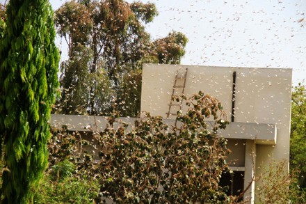 Locusts Seen Flying Over Hyderabad Pakistan Editorial Stock Photo ...