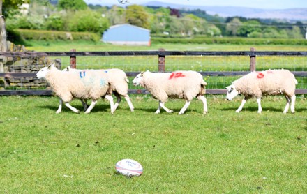 sheep on rugby pitch brecon club Stock Photos (Exclusive) | Shutterstock