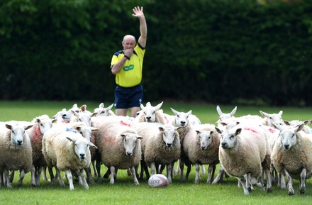 sheep on rugby pitch brecon club Stock Photos (Exclusive) | Shutterstock