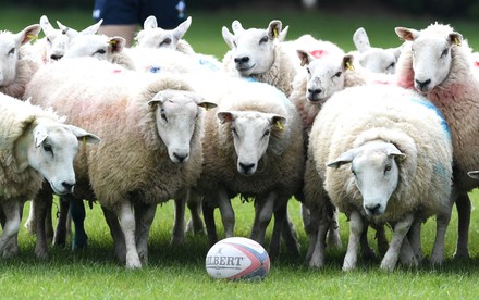sheep on rugby pitch brecon club Stock Photos (Exclusive) | Shutterstock