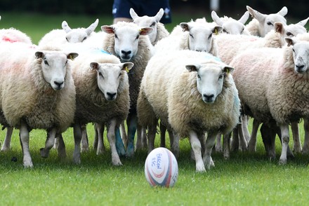 sheep on rugby pitch brecon club Stock Photos (Exclusive) | Shutterstock