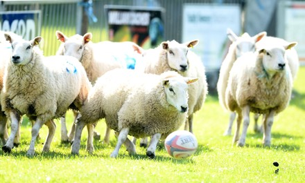 sheep on rugby pitch brecon club Stock Photos (Exclusive) | Shutterstock