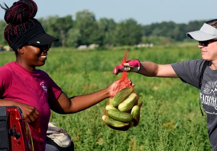 __COUNT__ Volunteers Glean Crops for the Needy at the Long and Scott ...