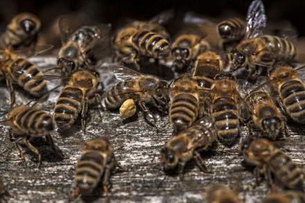 Honey Bee Carries Pollen Pollen Basket Editorial Stock Photo - Stock ...