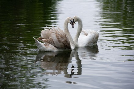 Two Young Swans Create Heart Shape Editorial Stock Photo - Stock Image ...
