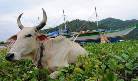 Cattle Philippines Philippines Editorial Stock Photo - Stock Image ...