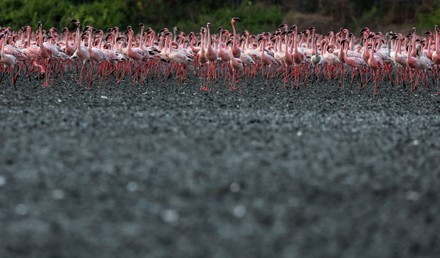 Colonies Flamingos Crowd Muddy Area Navi Editorial Stock Photo - Stock ...
