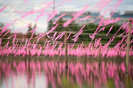 Hundreds Pink Ribbons Tied On Strings Editorial Stock Photo - Stock ...