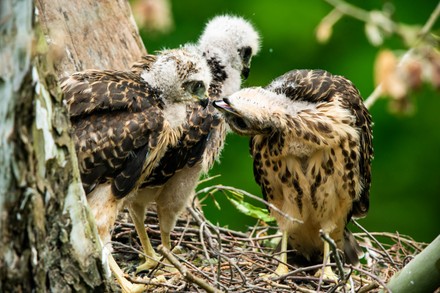 Three Redshouldered Hawk Chicks Crowd Nest Editorial Stock Photo ...