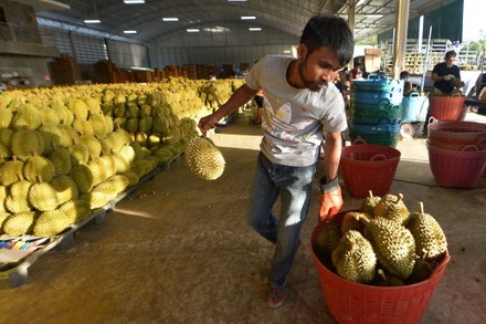 Man Transports Newlypicked Durians Chanthaburi Province Editorial Stock ...