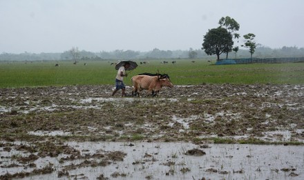 Farmer Under Umbrella Works His Paddy Editorial Stock Photo - Stock ...