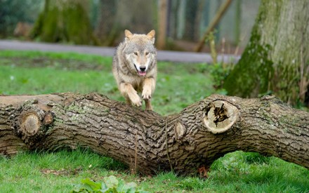 Wolf Leaping Fallen Tree Longleat Longleat Editorial Stock Photo ...